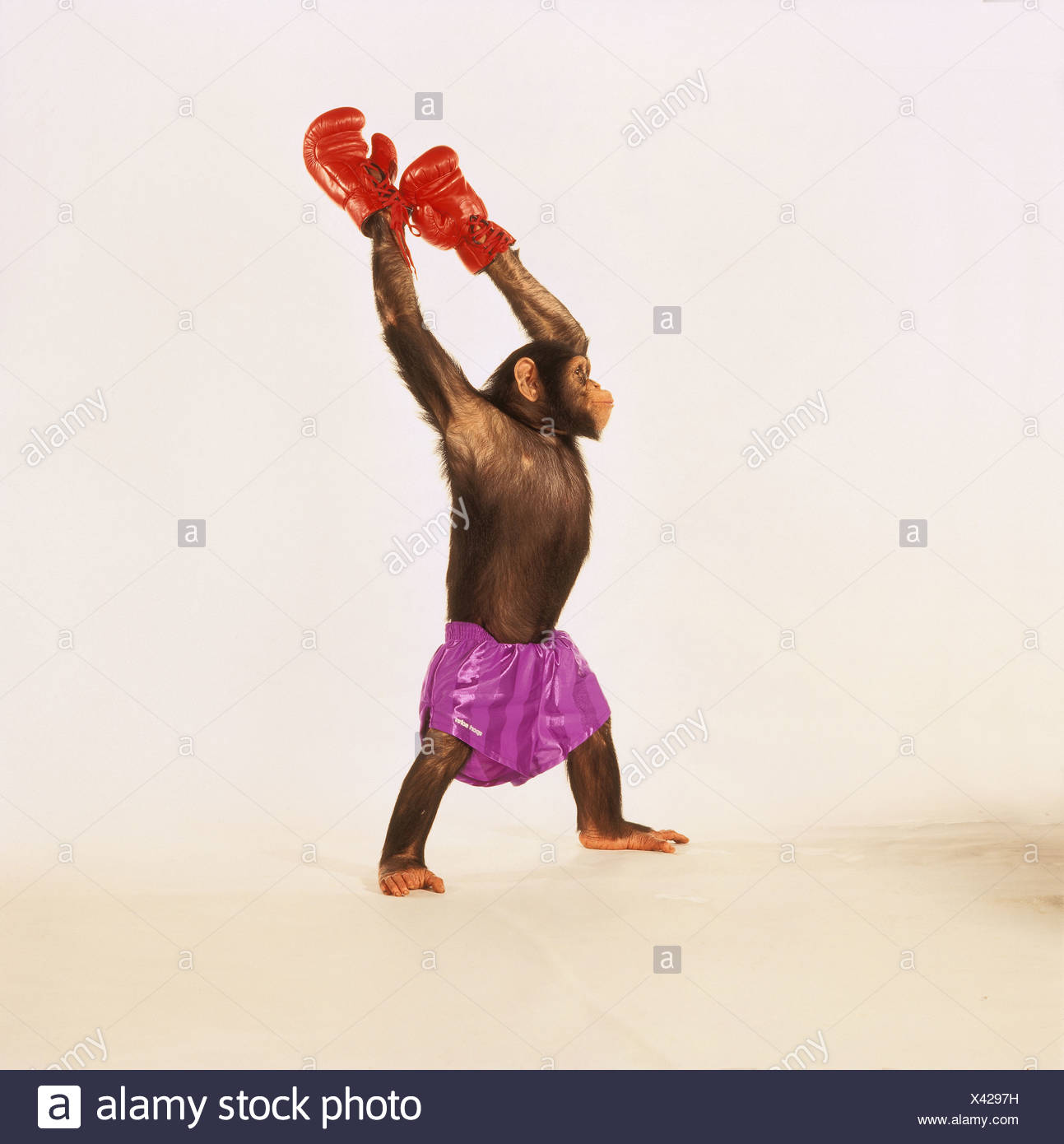 Raising Raises Raise Arms Arm Raised High Resolution Stock Photography ...