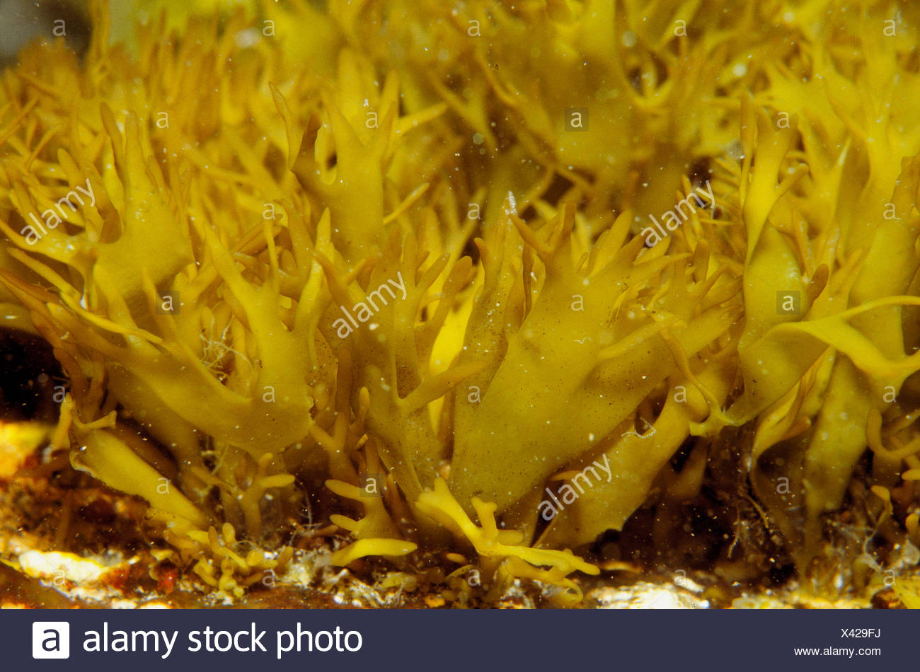 Chondrus Crispus High Resolution Stock Photography and Images - Alamy