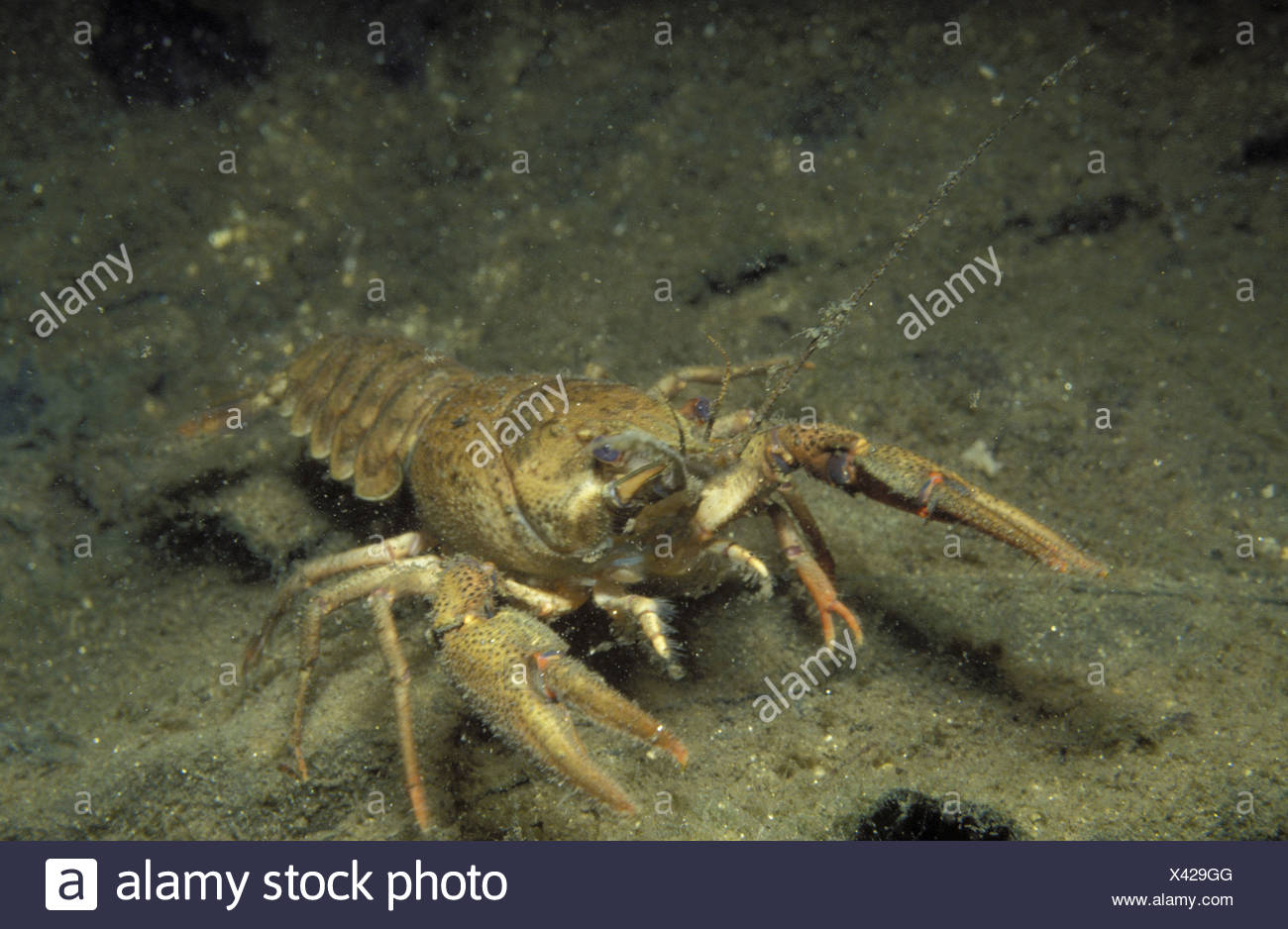 Austropotamobius Torrentium High Resolution Stock Photography and ...