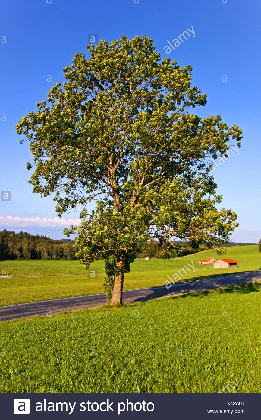 Esche Baum Stock Photos & Esche Baum Stock Images - Alamy