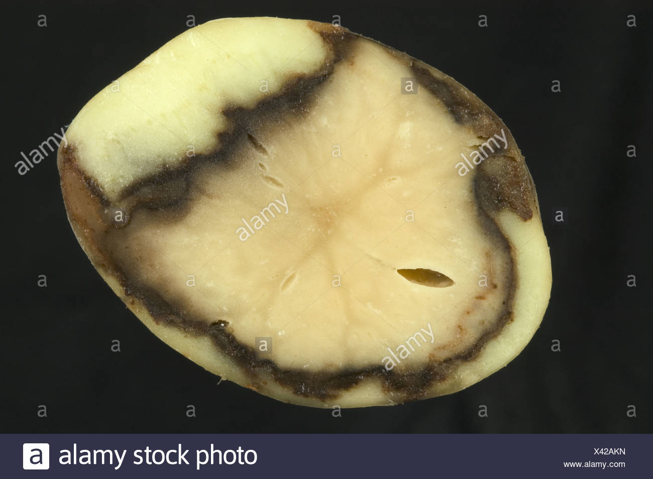 Bacterial Soft Rot Erwinia Carotovora High Resolution Stock Photography ...