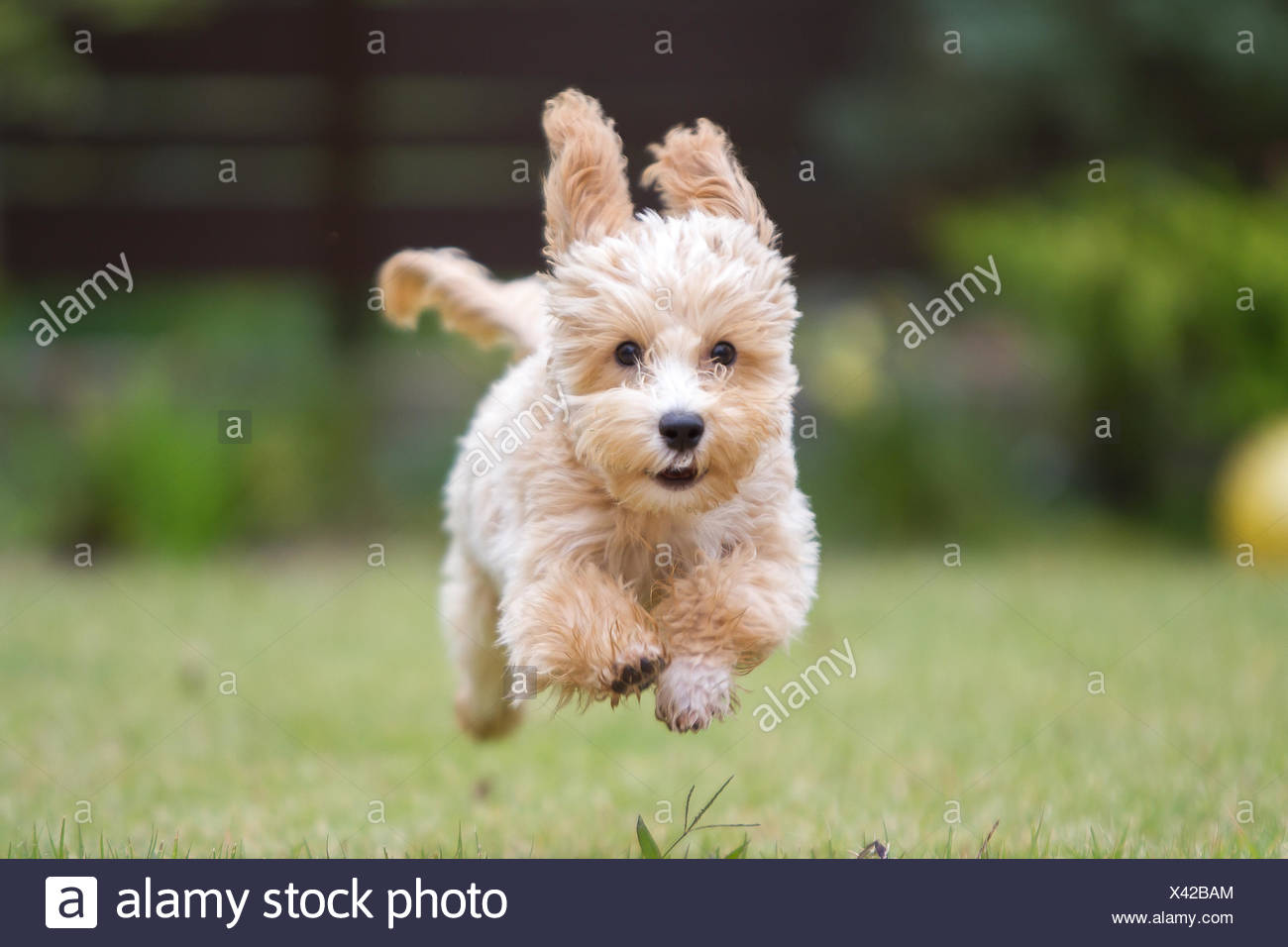Puppy Running Stock Photos & Puppy Running Stock Images - Alamy