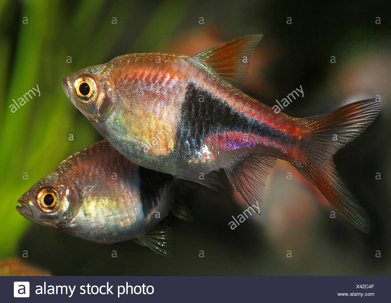 Harlequin Rasboras High Resolution Stock Photography and Images - Alamy