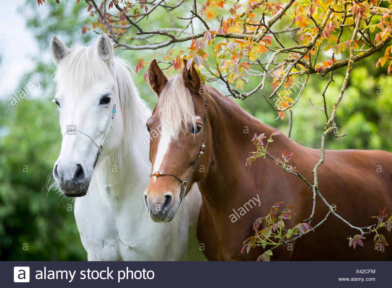 Horse Standing Under Tree Stock Photos & Horse Standing Under Tree ...