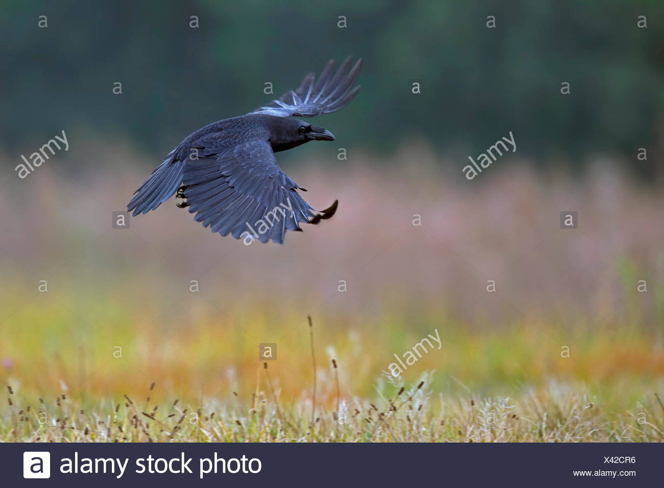 Common Raven Corvus Corax Hunting High Resolution Stock Photography and ...