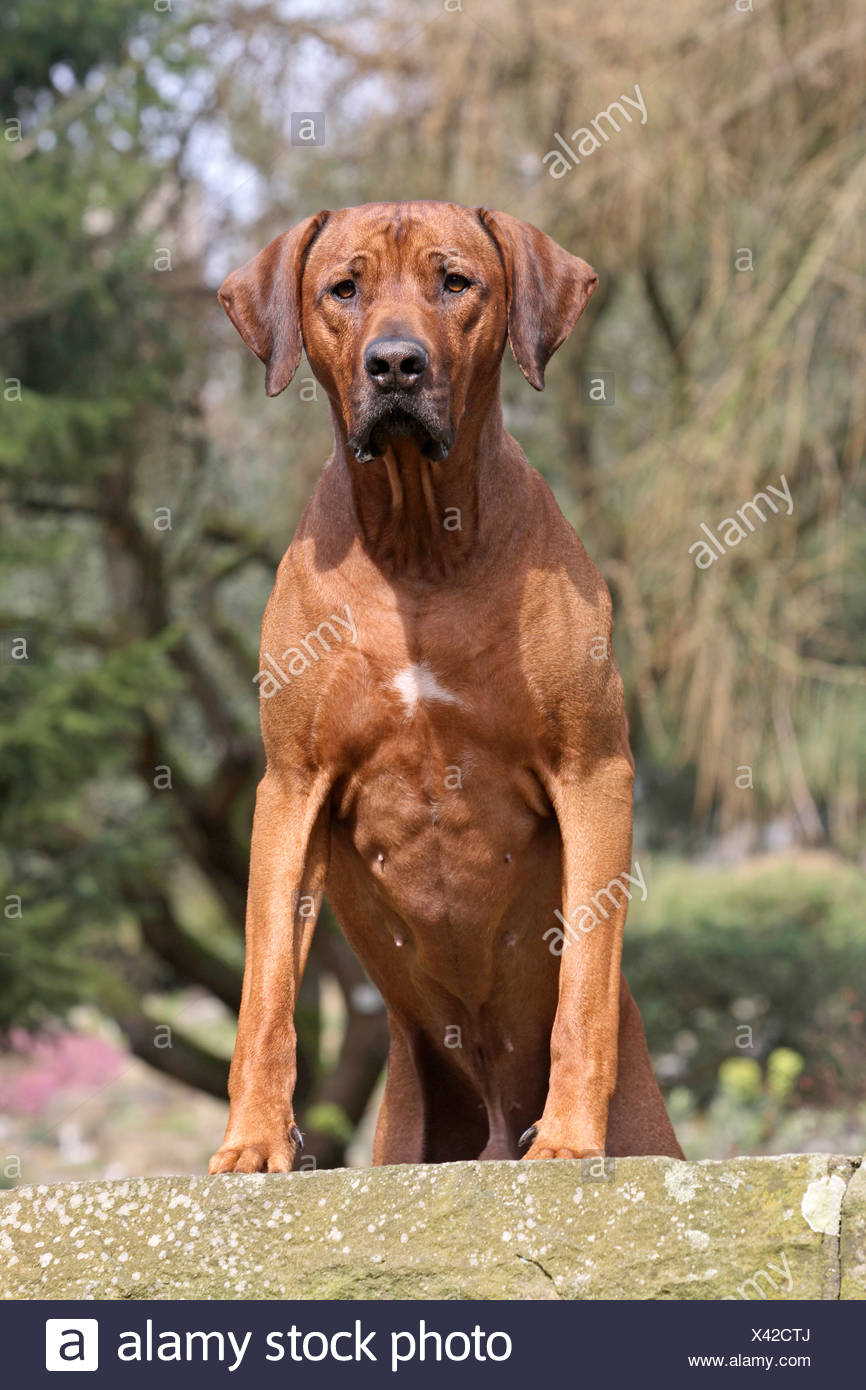 Rhodesian Front High Resolution Stock Photography and Images - Alamy