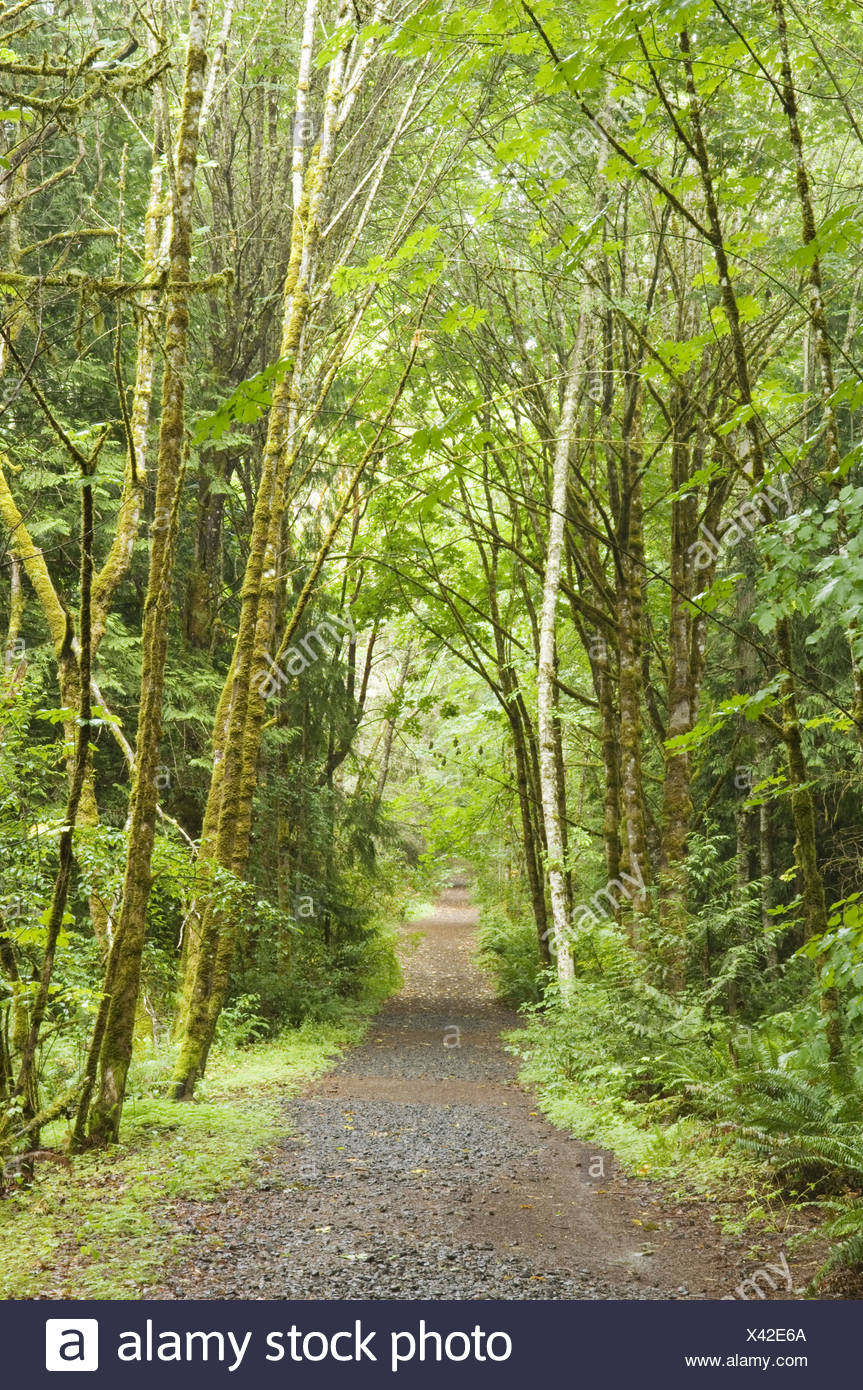 Dirt Road Through Woods Stock Photos & Dirt Road Through Woods Stock ...
