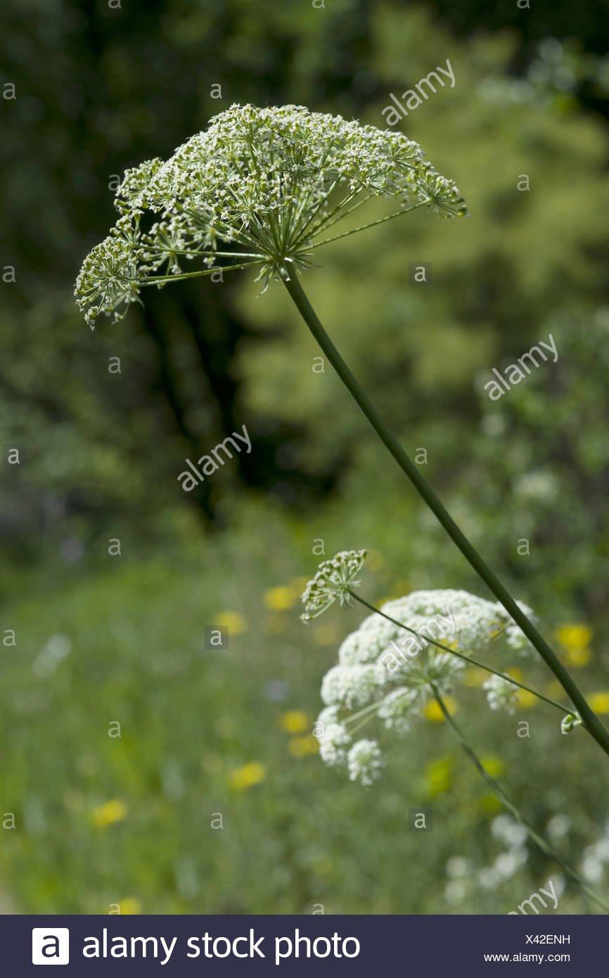 Laserpitium Siler High Resolution Stock Photography and Images - Alamy