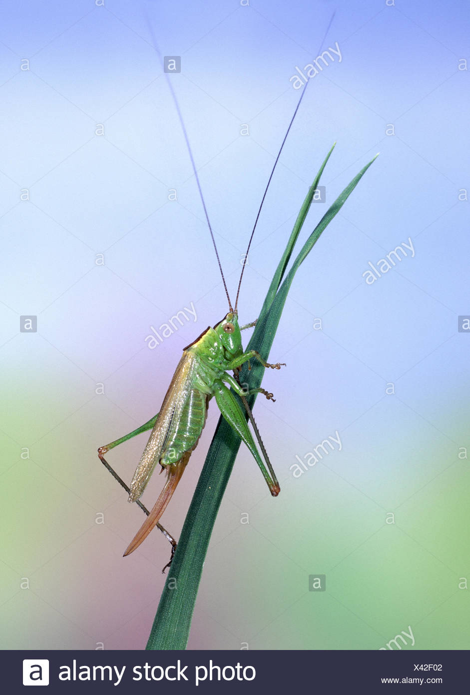 Conocephalus Discolor High Resolution Stock Photography and Images - Alamy