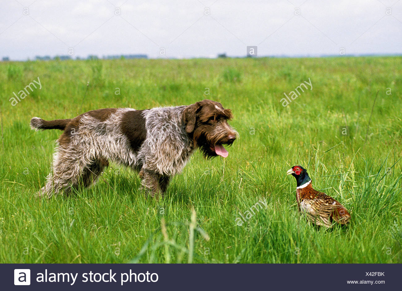 Griffon Korthal High Resolution Stock Photography and Images - Alamy