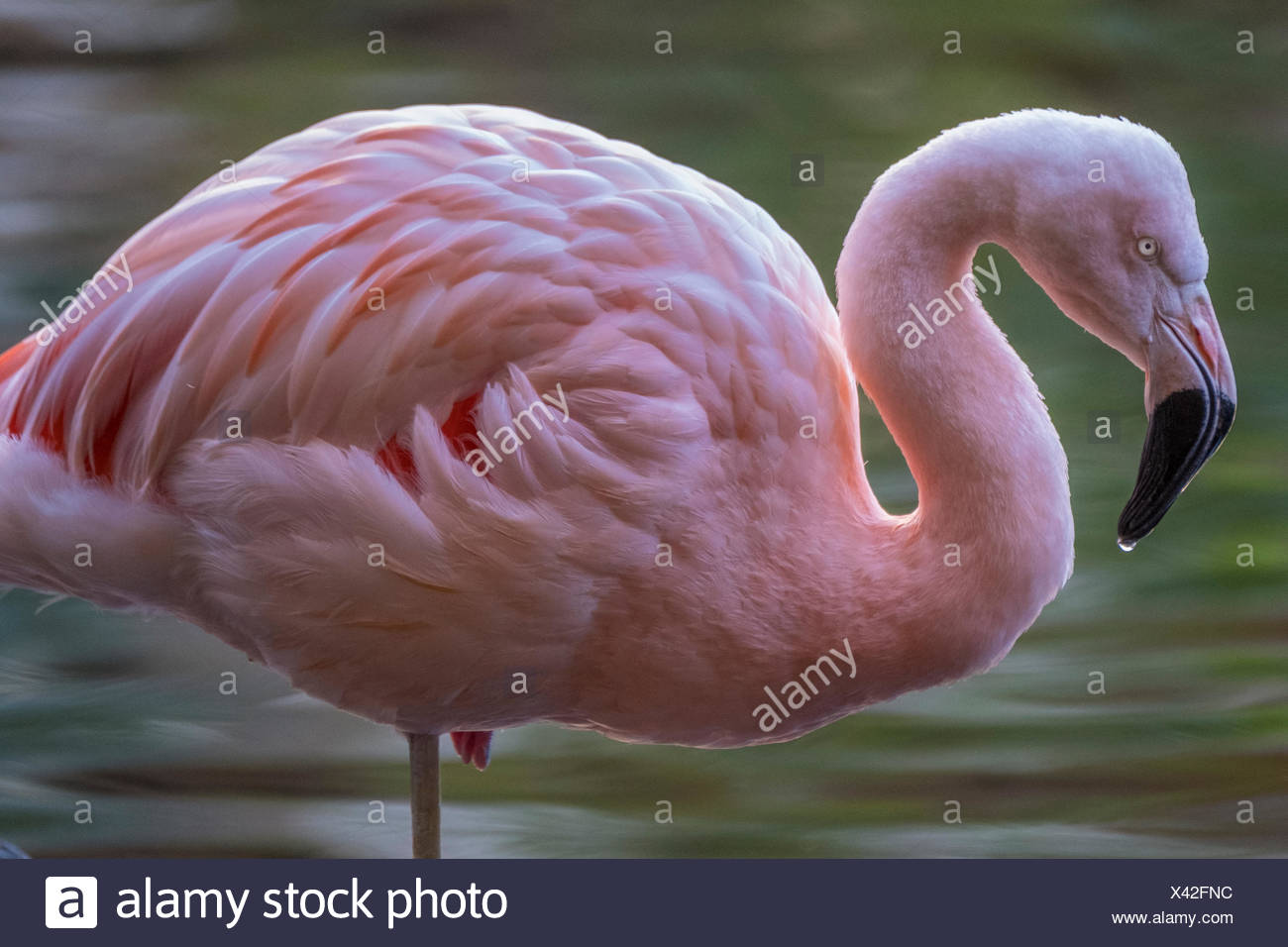 Flamingo One Leg Stock Photos & Flamingo One Leg Stock Images - Alamy
