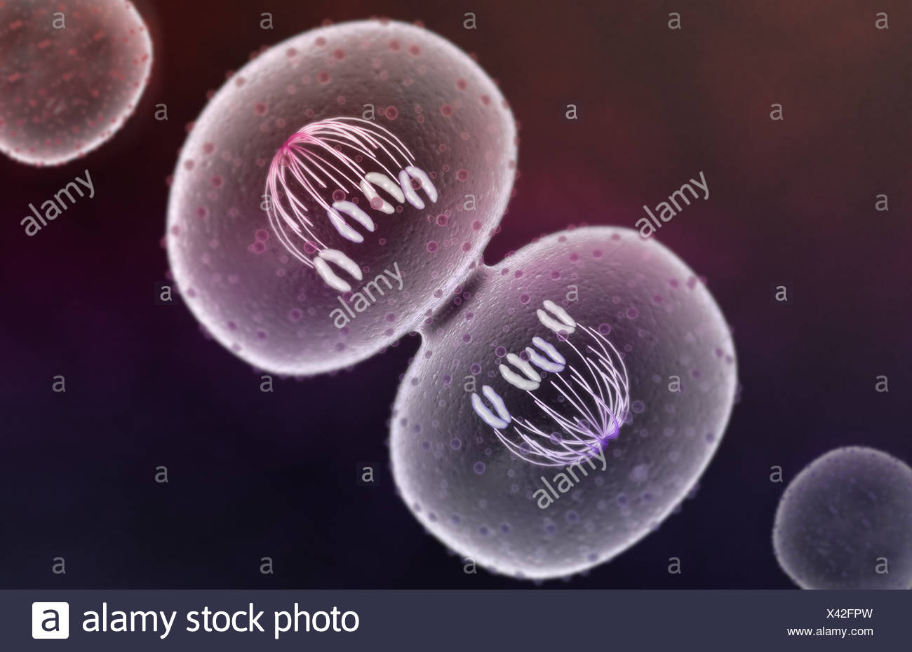 Telophase High Resolution Stock Photography and Images - Alamy