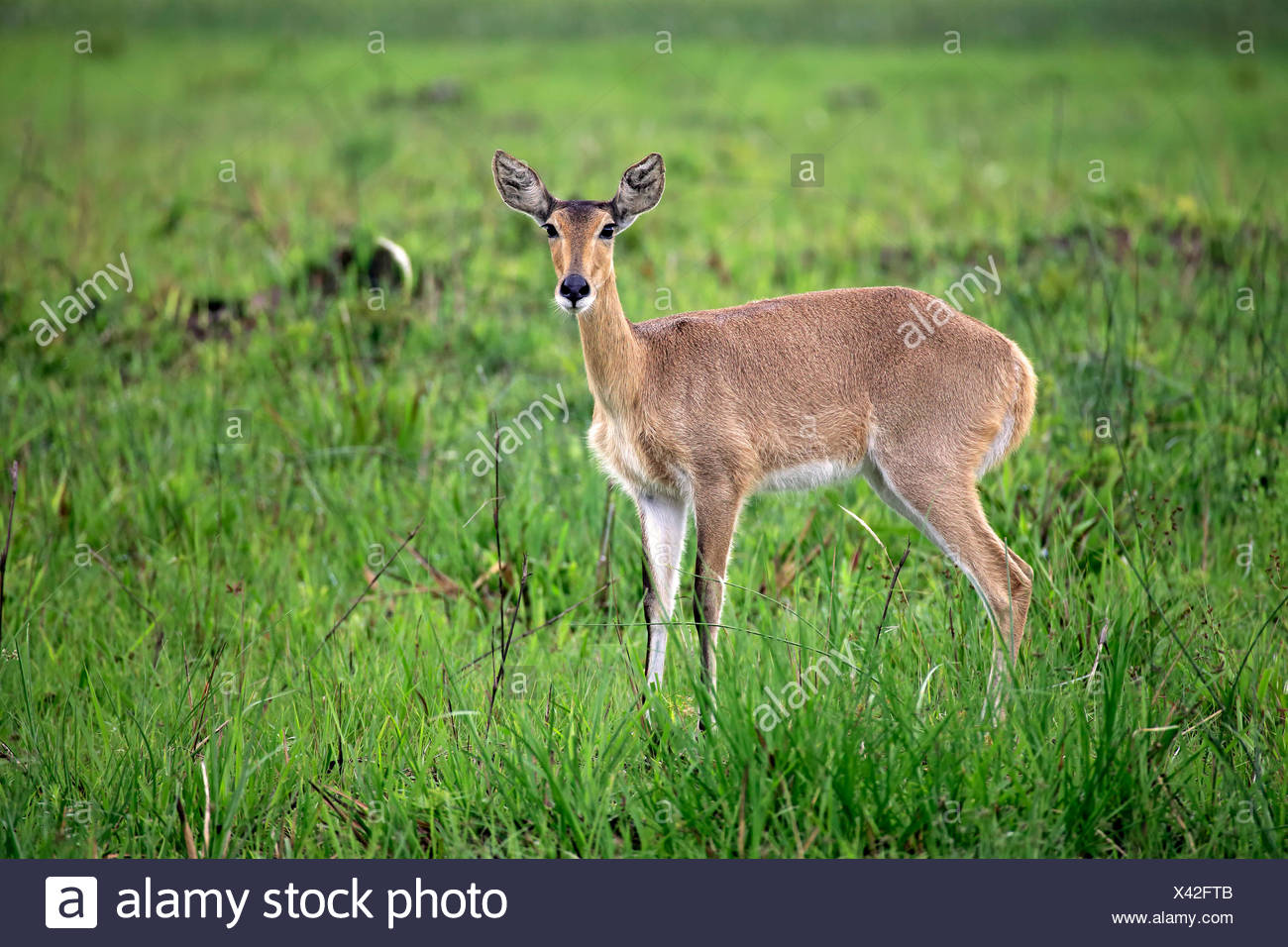 Reedbuck Common High Resolution Stock Photography and Images - Alamy