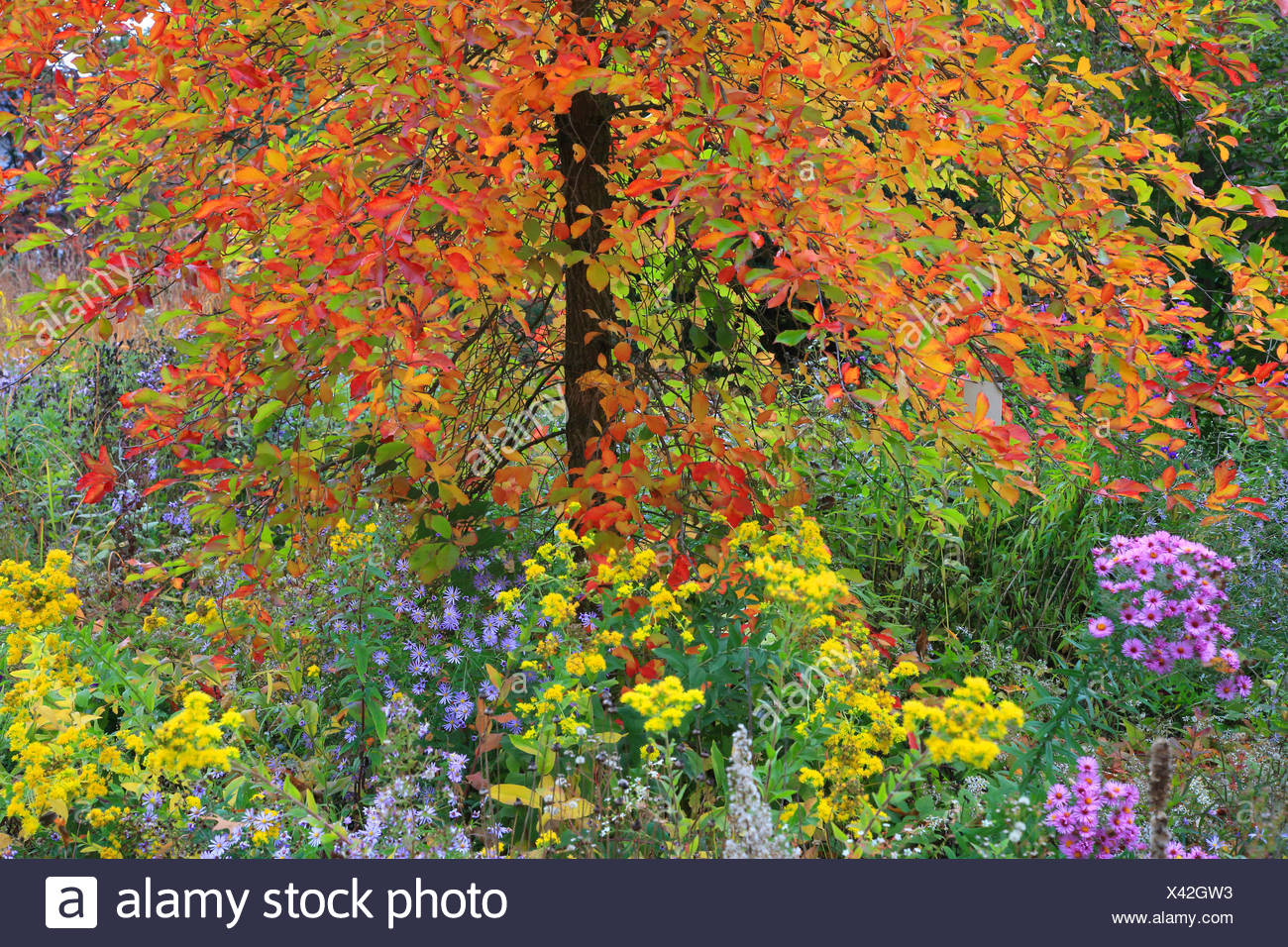 Tupelo Gum Trees High Resolution Stock Photography and Images - Alamy