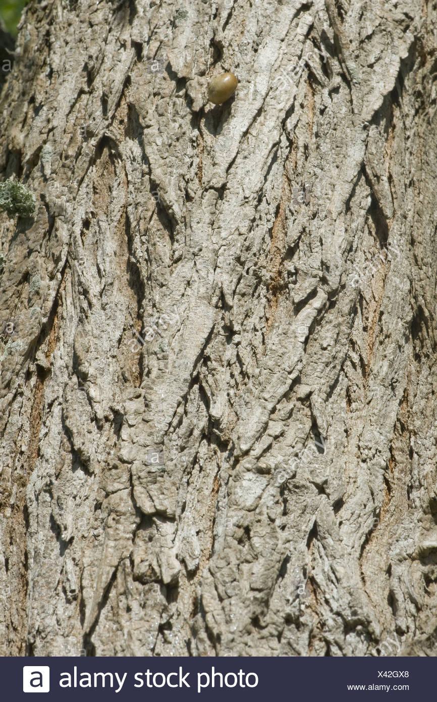 Black Locusts High Resolution Stock Photography and Images - Alamy