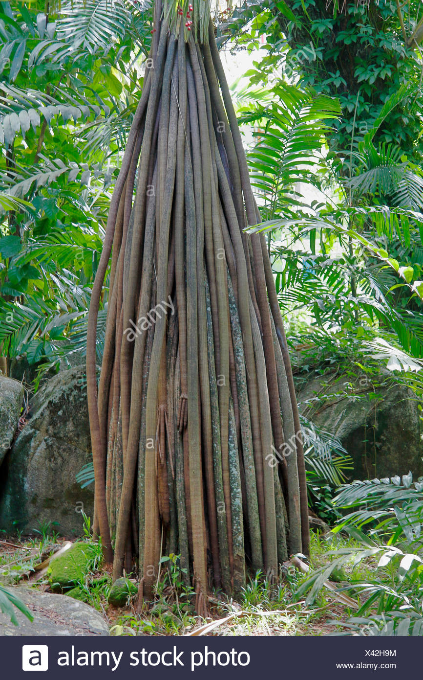 Endemic Pandanuses High Resolution Stock Photography and Images - Alamy