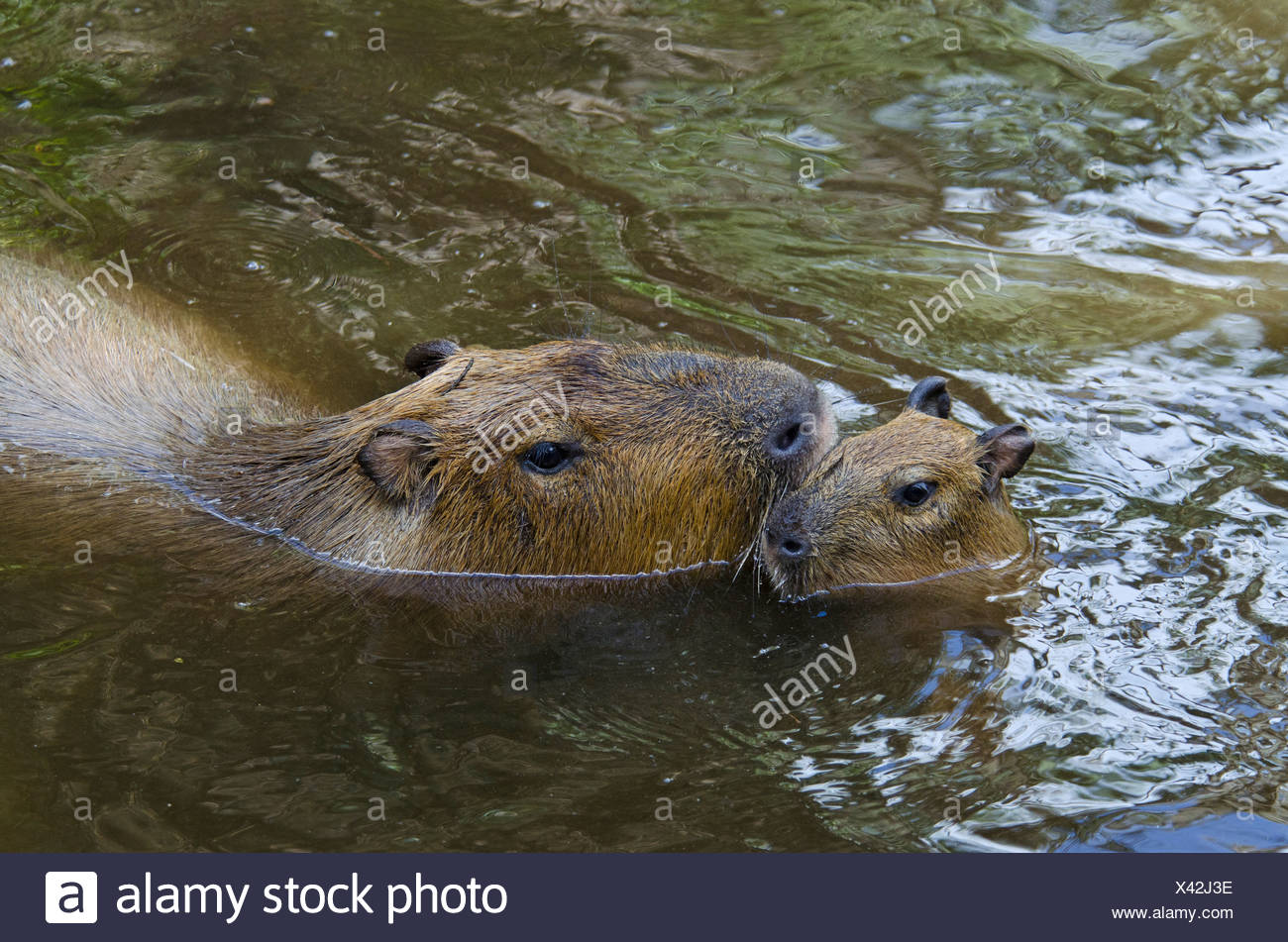 Capybara Baby High Resolution Stock Photography and Images - Alamy