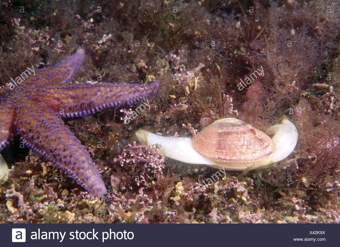 Ventral Foot High Resolution Stock Photography and Images - Alamy