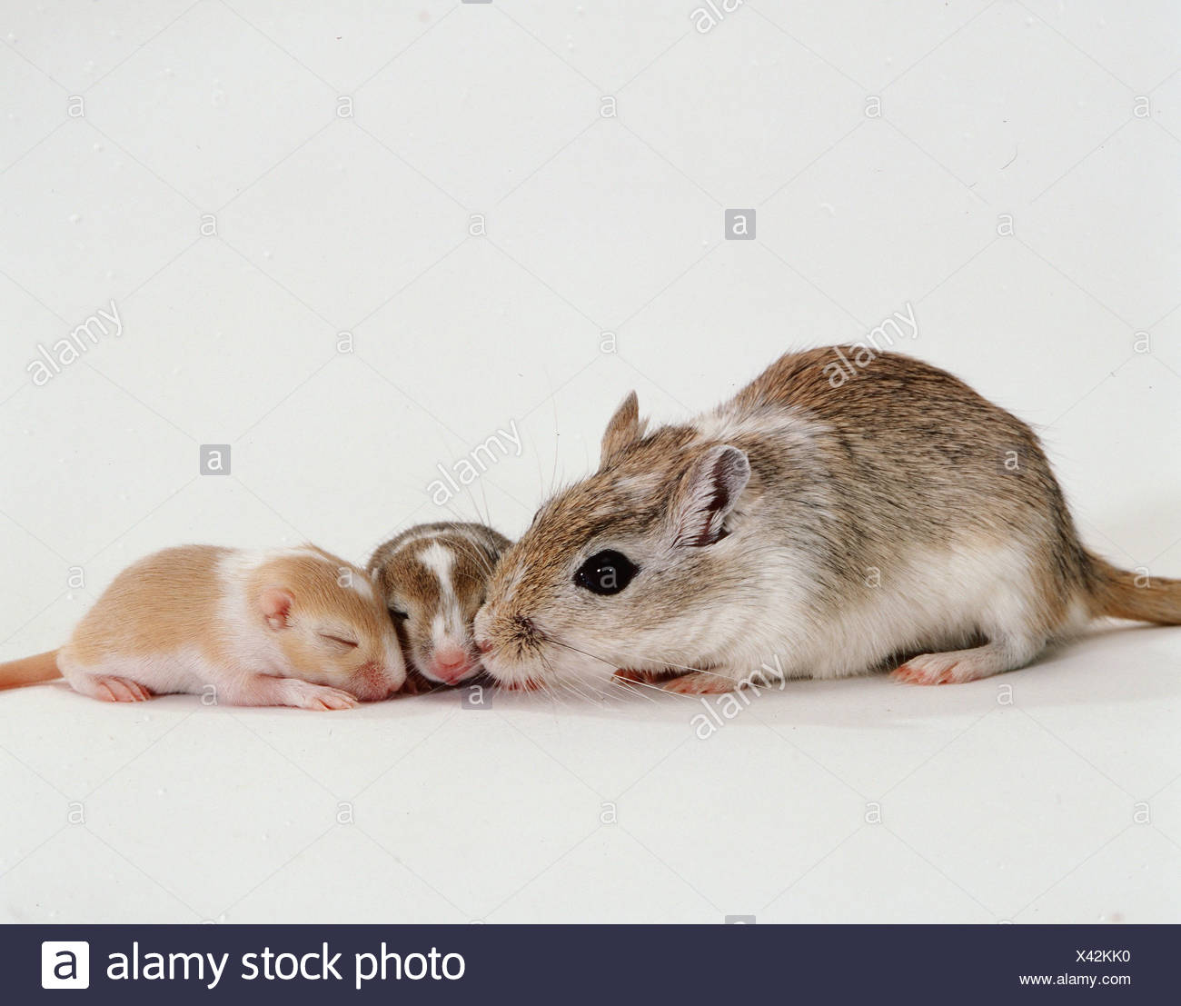 Mouse Mother And Babies High Resolution Stock Photography and Images ...
