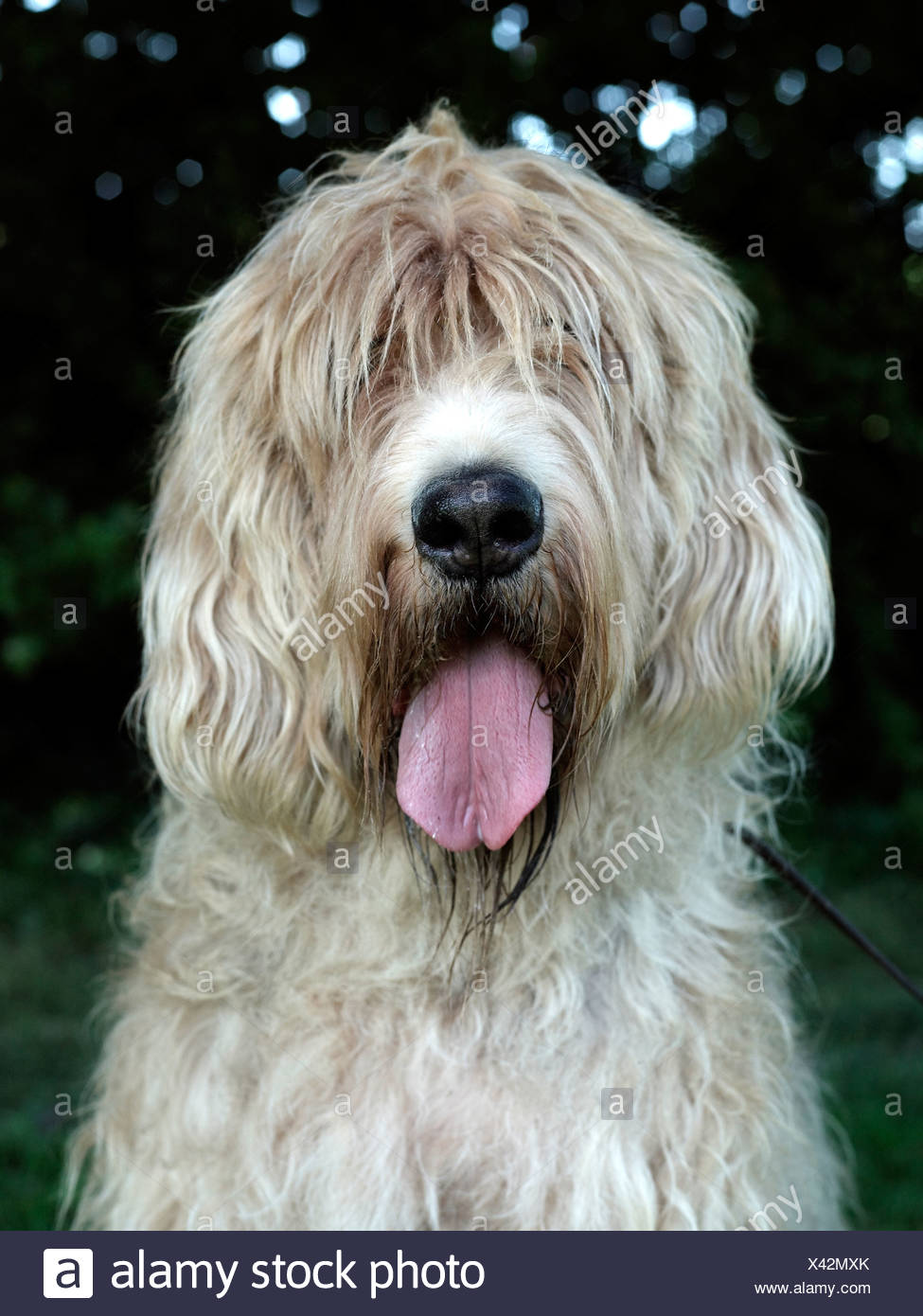 Long Furred Dog High Resolution Stock Photography and Images - Alamy
