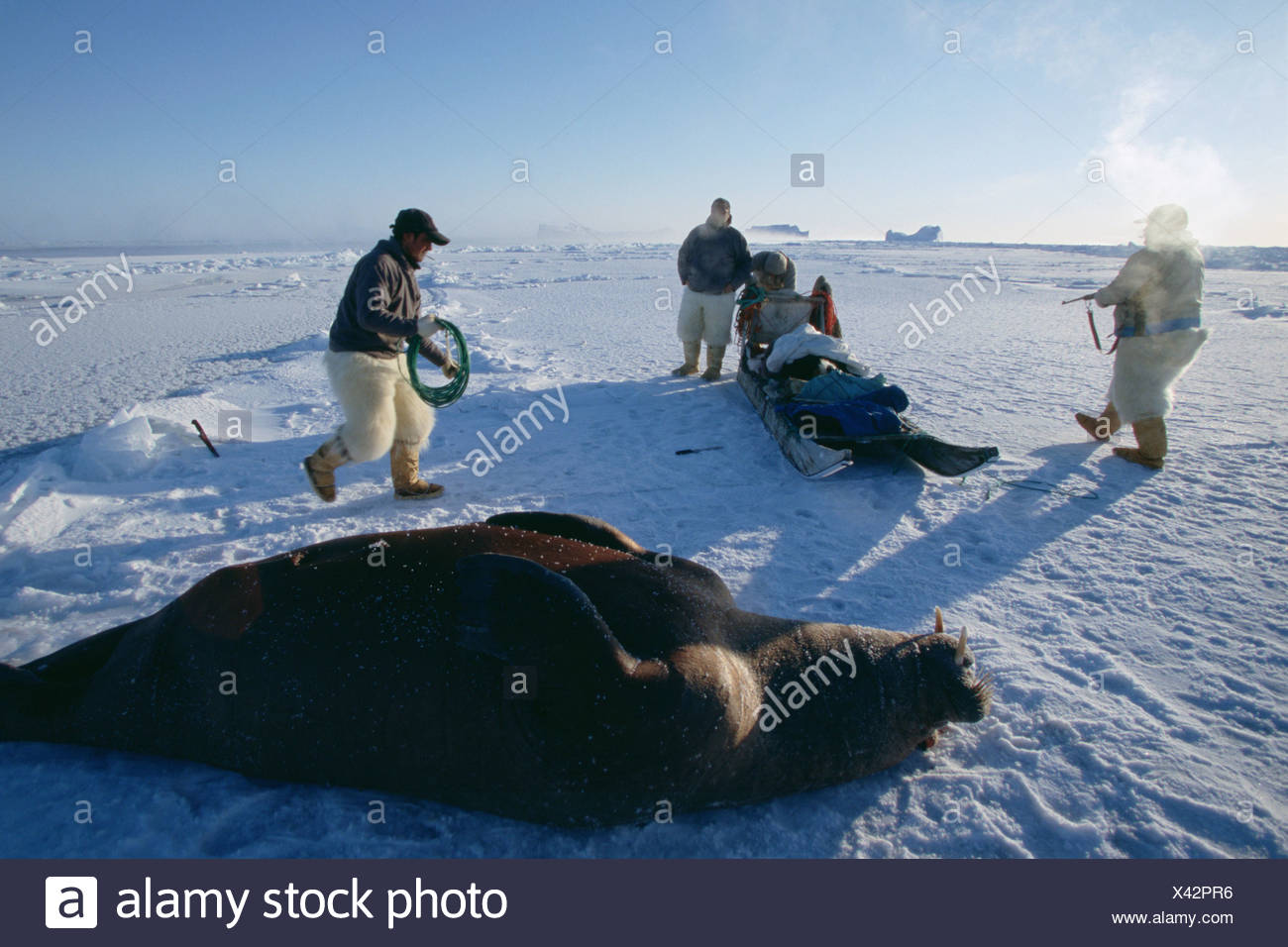 Hunt Walrus High Resolution Stock Photography and Images - Alamy