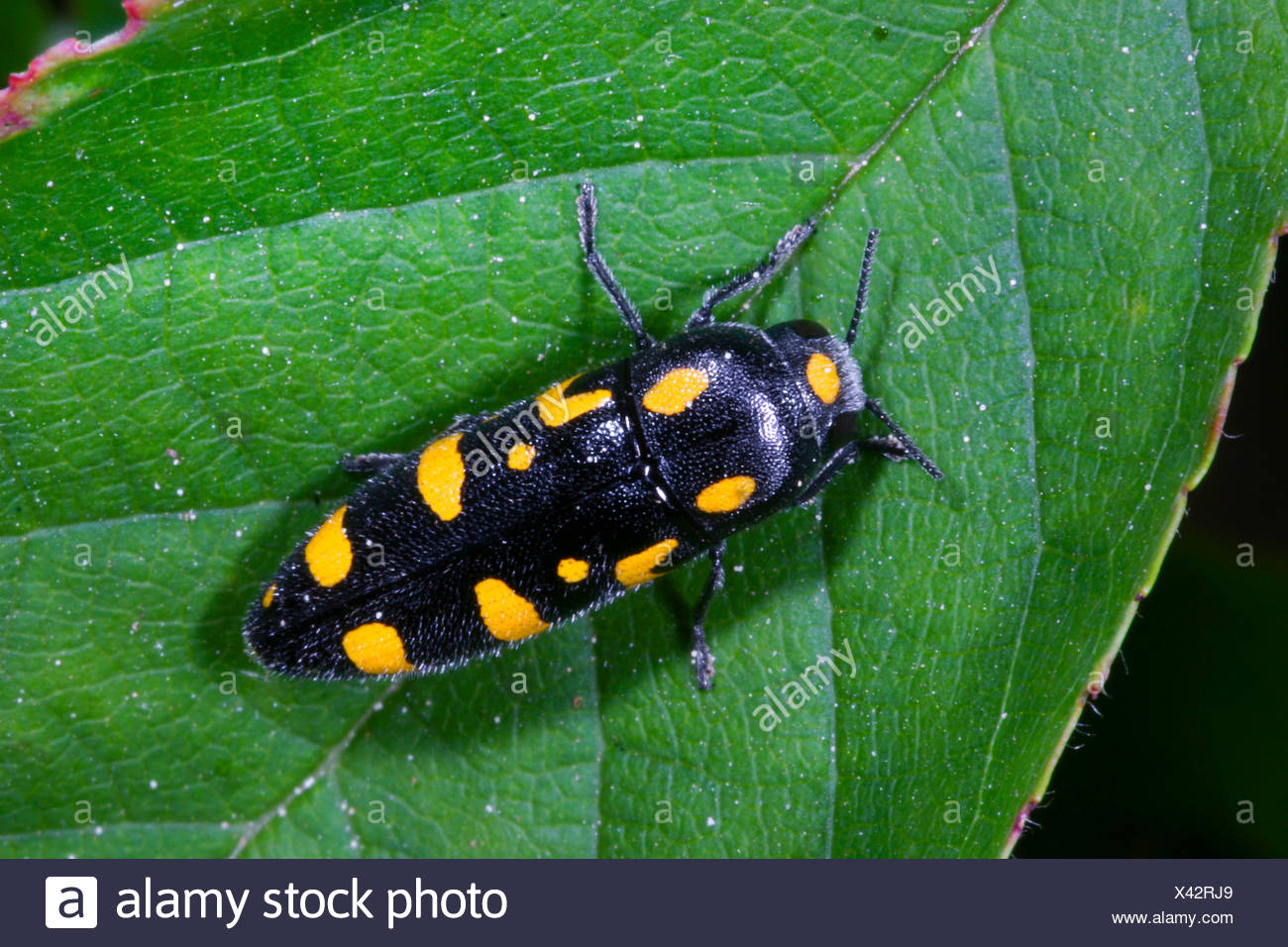 Splendour Beetles Stock Photos & Splendour Beetles Stock Images - Alamy