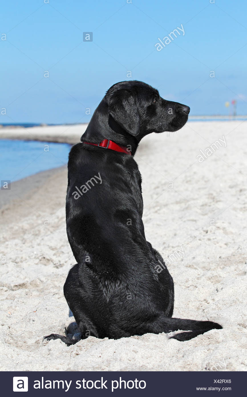 Labrador Retriever Dog Sitting Back Stock Photos & Labrador Retriever ...