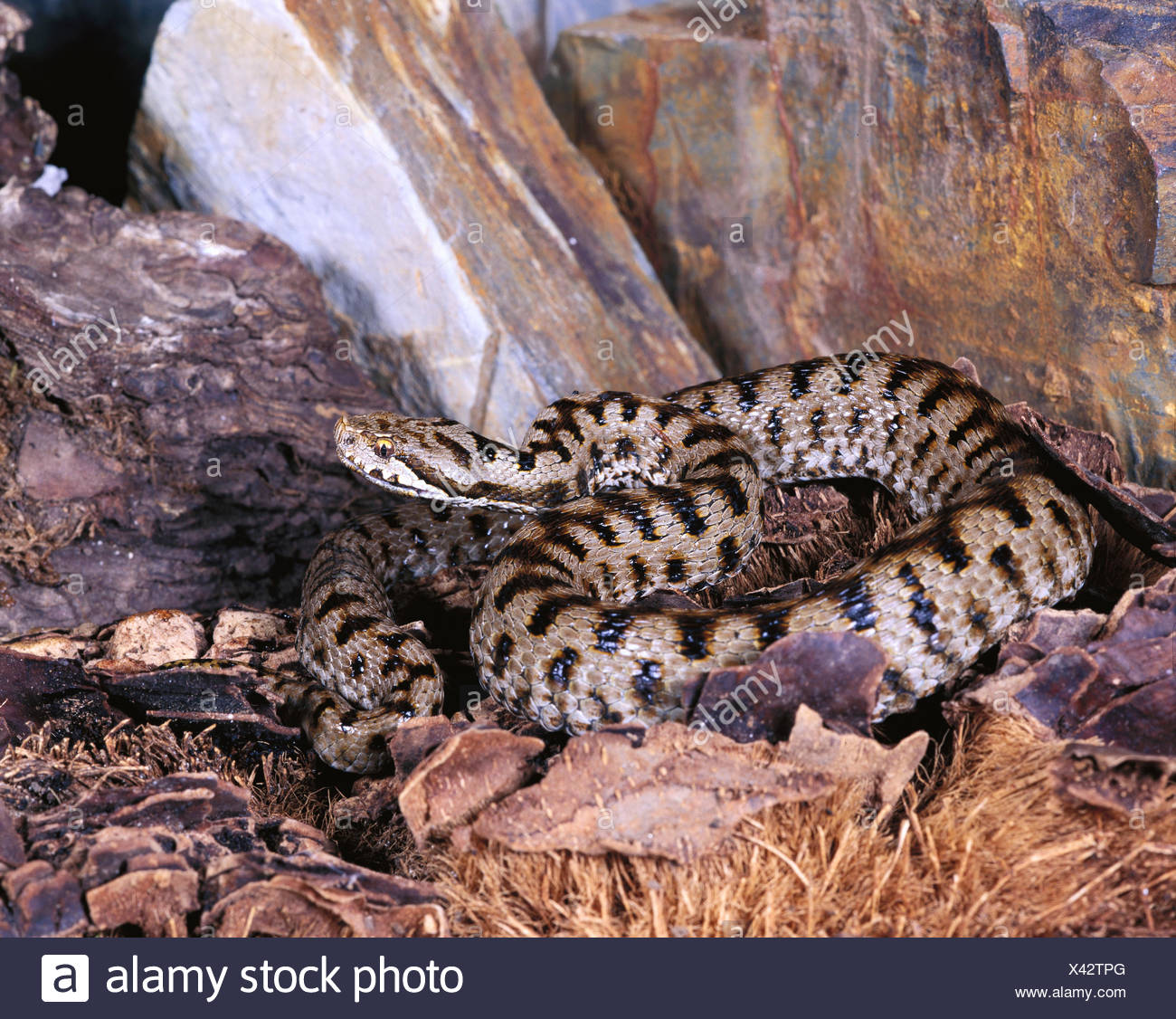 Aspic Viper Vipera Aspis High Resolution Stock Photography and Images ...