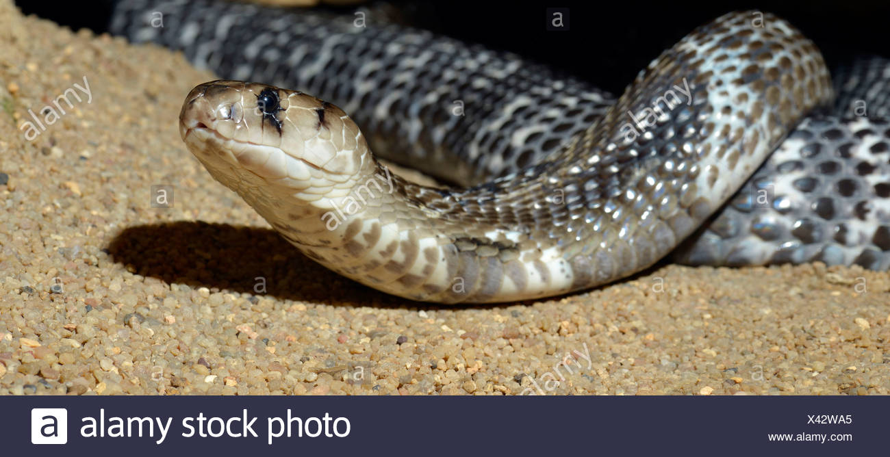 Asian Cobra Snakes Stock Photos & Asian Cobra Snakes Stock Images - Alamy