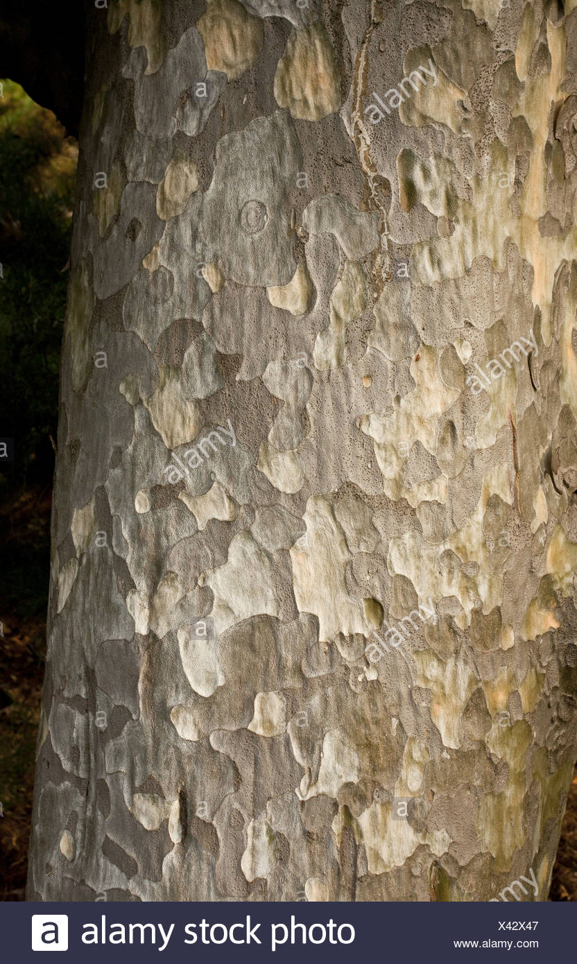 Lace Bark High Resolution Stock Photography and Images - Alamy