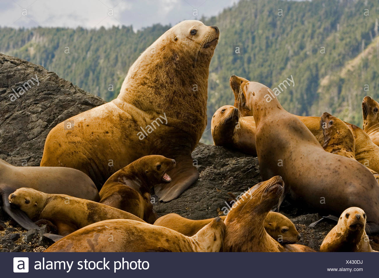 Sea Bull Stock Photos & Sea Bull Stock Images - Alamy