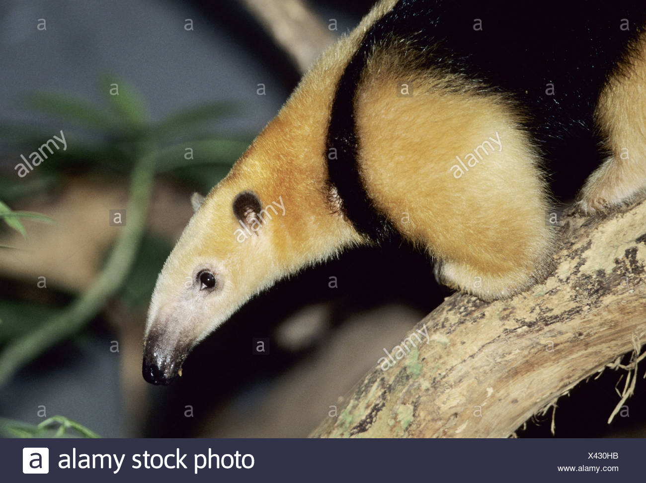 Species Of Tamandua High Resolution Stock Photography and Images - Alamy