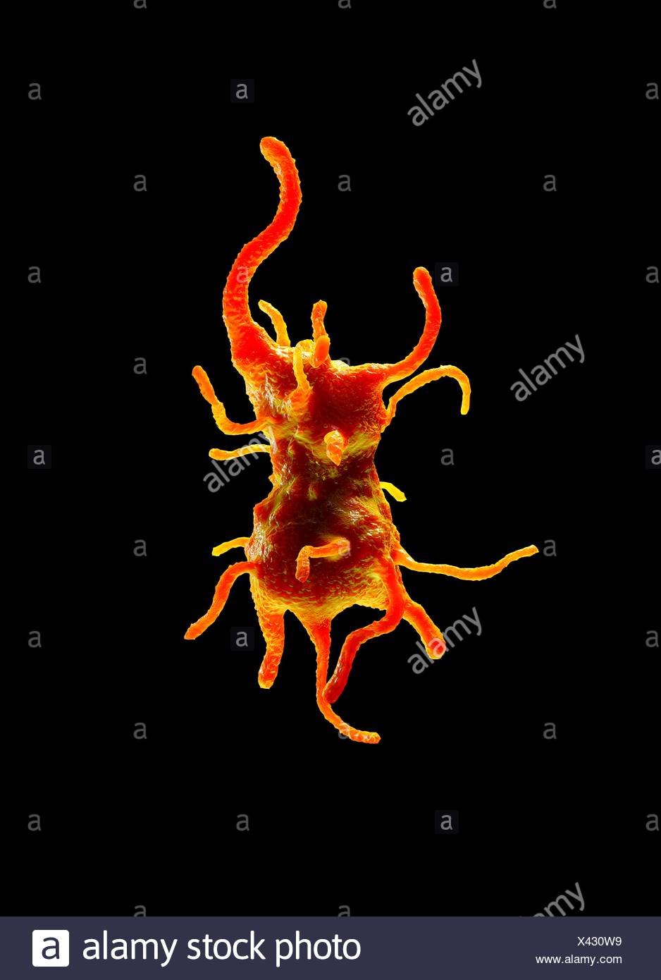 Amoeba Proteus High Resolution Stock Photography and Images - Alamy
