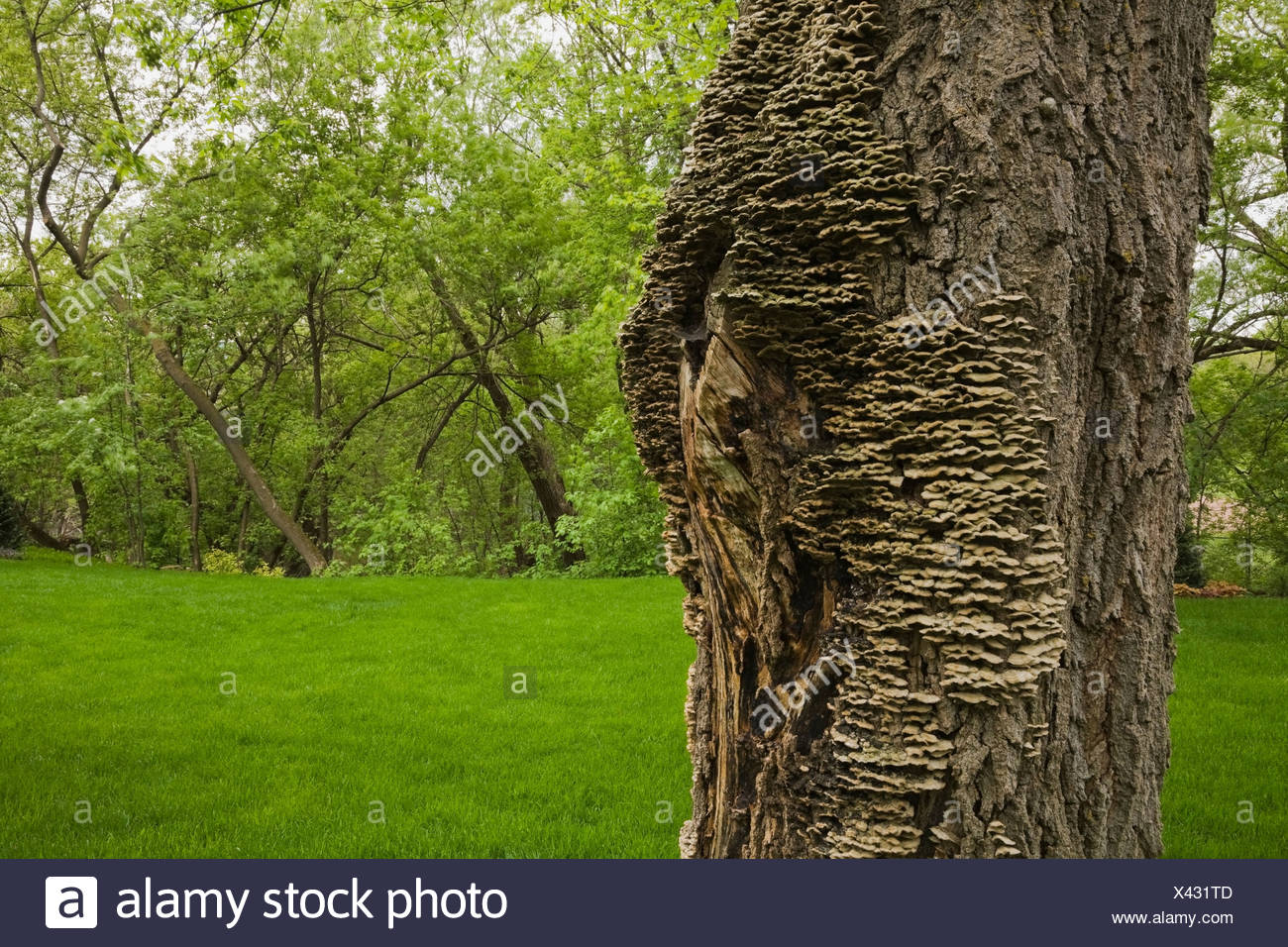 Maple Tree Bark High Resolution Stock Photography and Images - Alamy