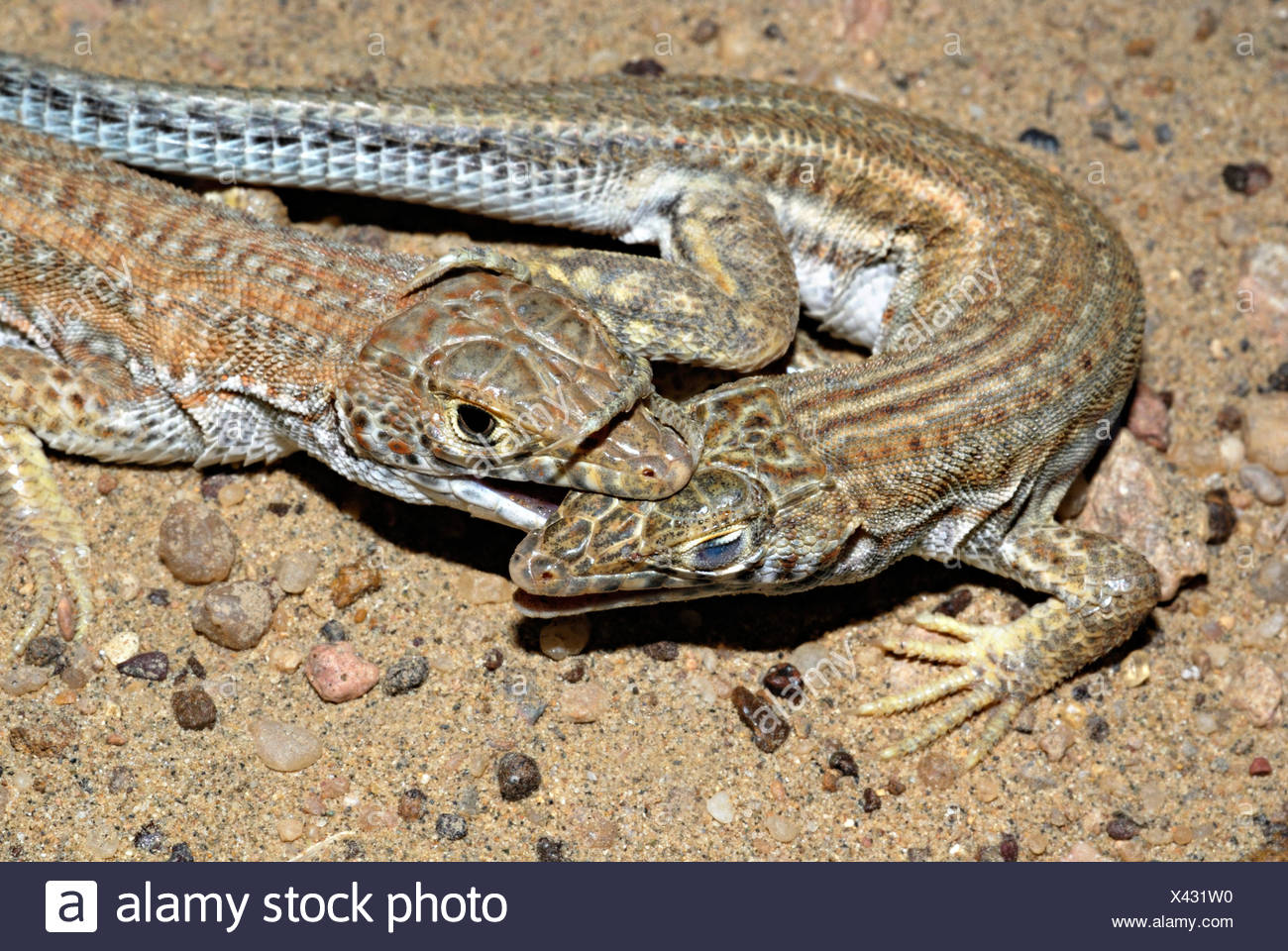 Acanthodactylus Cantoris High Resolution Stock Photography and Images ...
