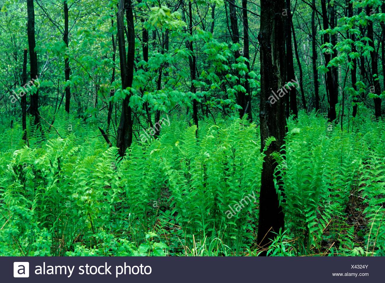 Killarney Fern Stock Photos & Killarney Fern Stock Images - Alamy