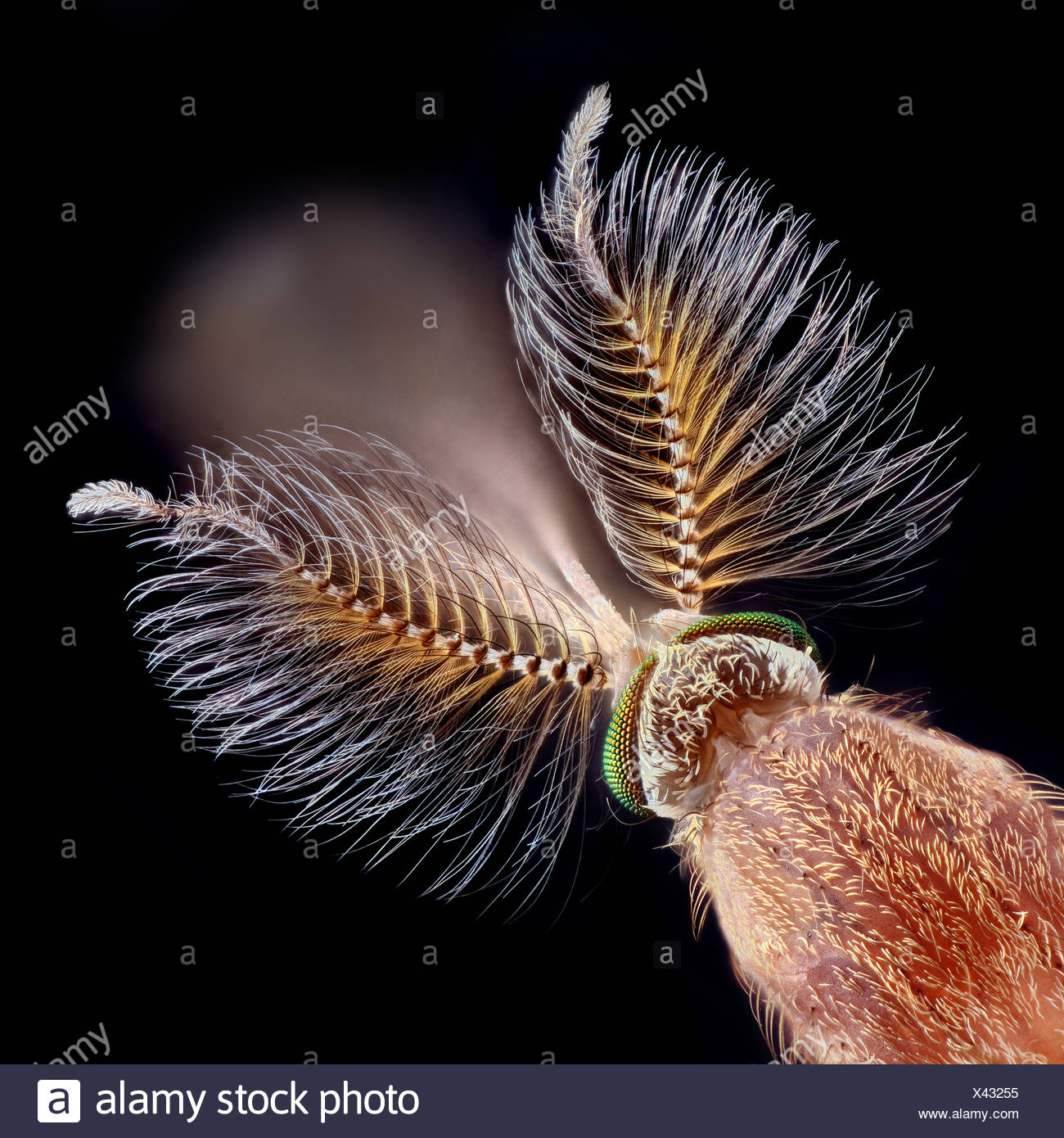 Mosquito Antennae Stock Photos & Mosquito Antennae Stock Images - Alamy