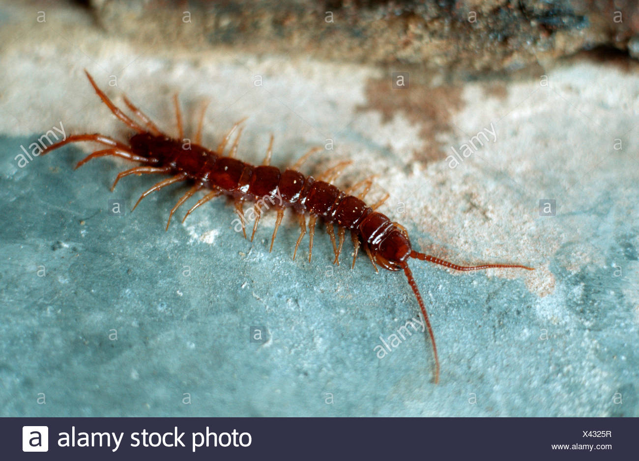 Garden Centipede High Resolution Stock Photography and Images - Alamy
