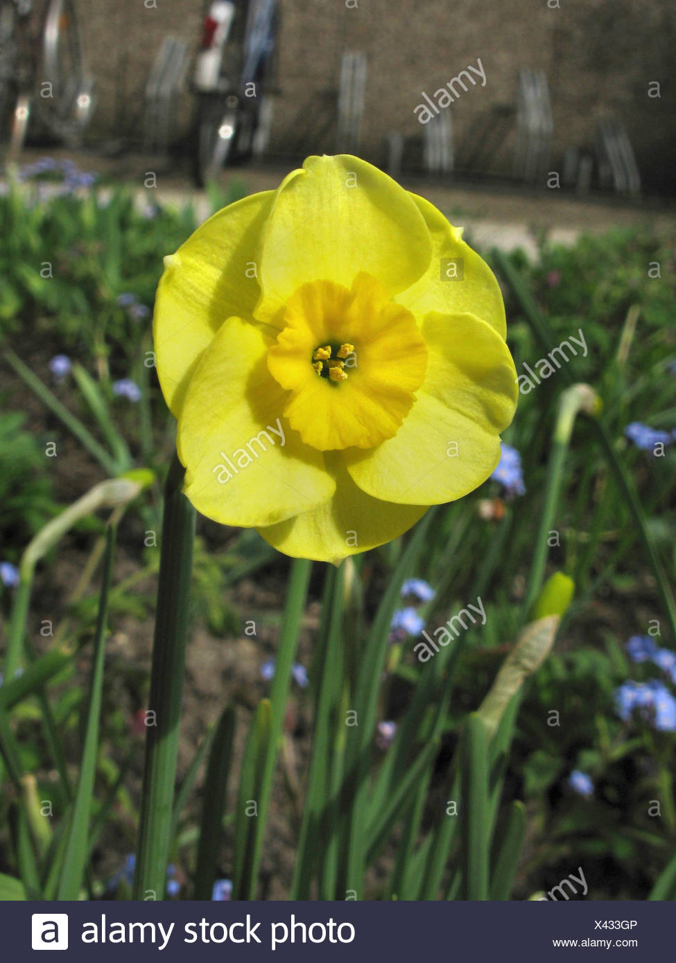 Daffodil Narcissus Sun Disk High Resolution Stock Photography and ...