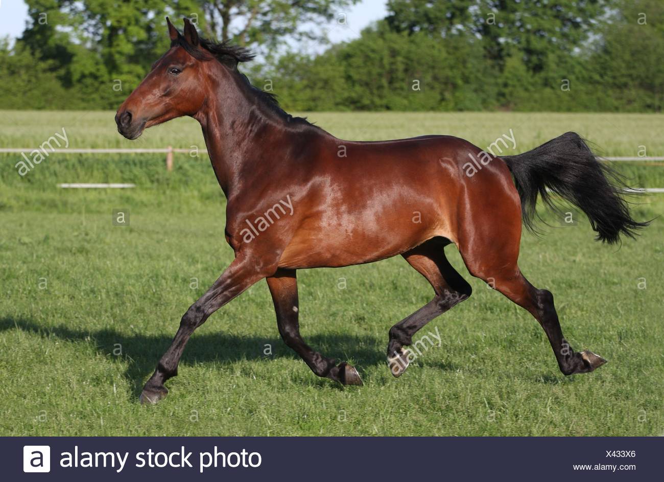 Trotter Horse Stock Photos & Trotter Horse Stock Images - Alamy