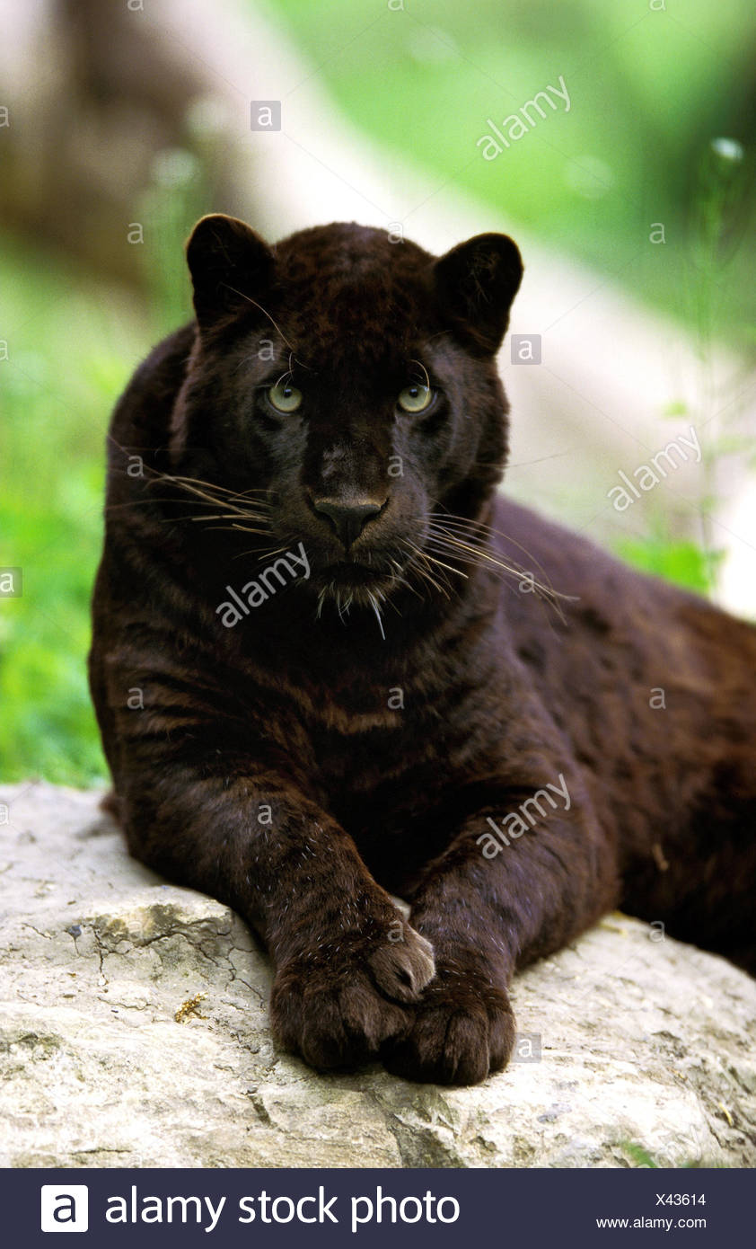 Black Leopard Or Black Panther Panthera Pardus High Resolution Stock ...