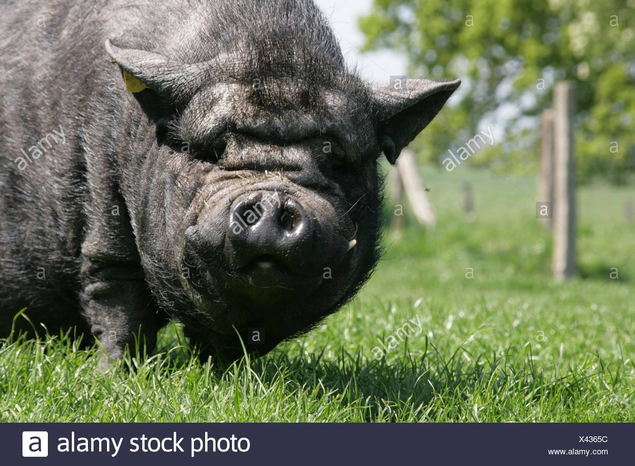 Black Pot Bellied Pig High Resolution Stock Photography and Images - Alamy