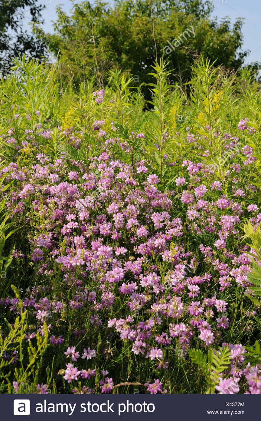 Crown Vetch High Resolution Stock Photography and Images - Alamy