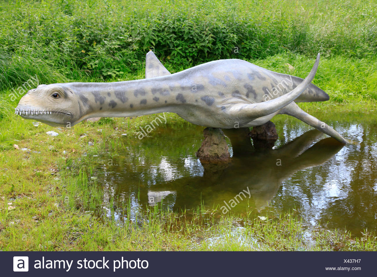 Plesiosaurier Stock Photos & Plesiosaurier Stock Images - Alamy