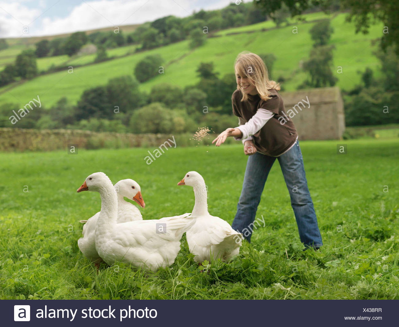 Happy Goose High Resolution Stock Photography and Images - Alamy