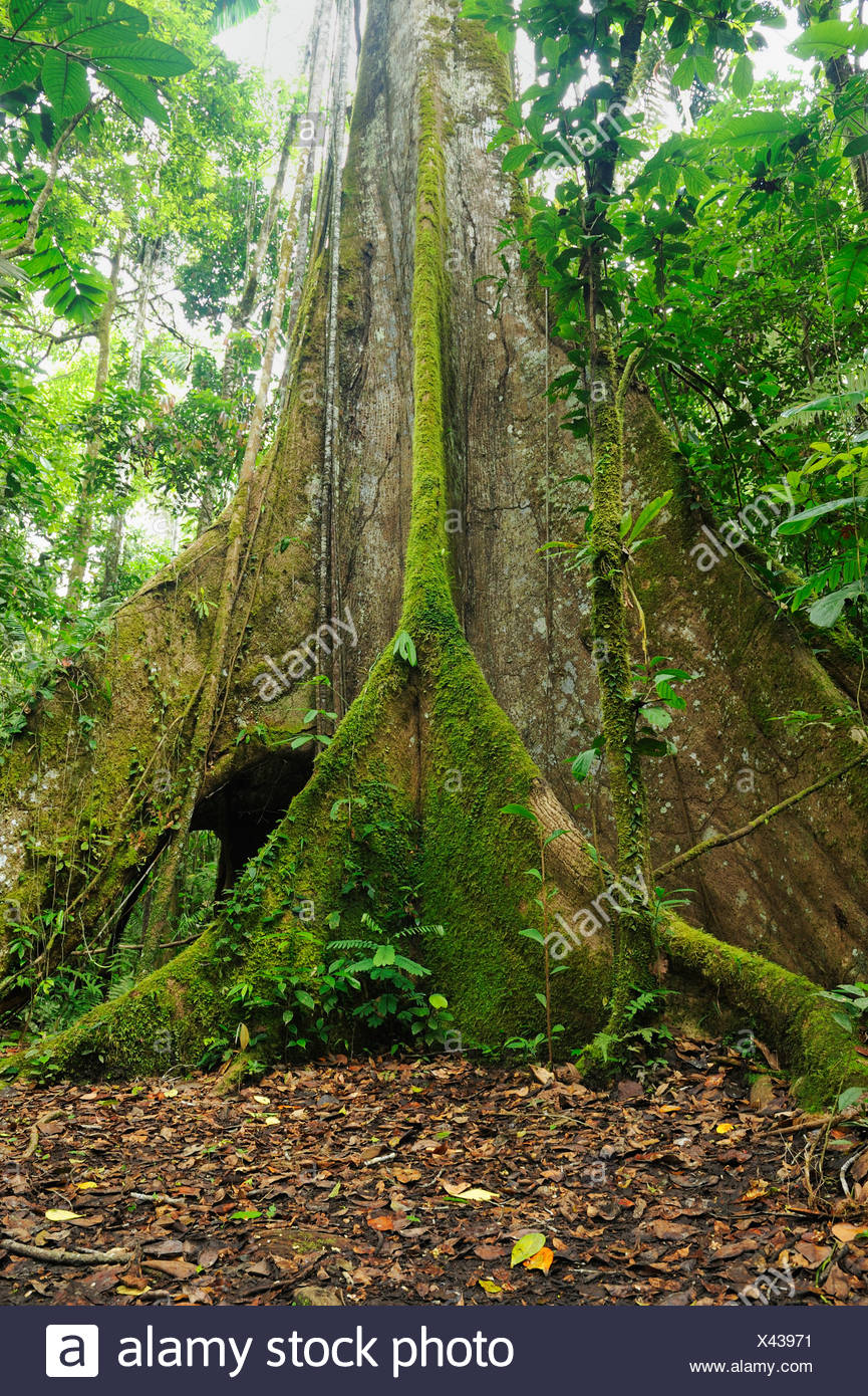 Kapok Tree Ceiba Pentandra In High Resolution Stock Photography and ...