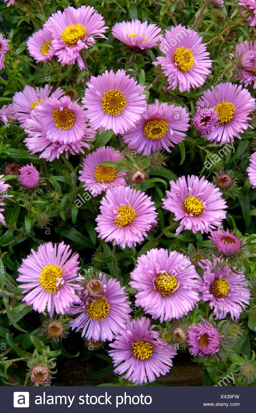 Aster Barrs Pink High Resolution Stock Photography and Images - Alamy