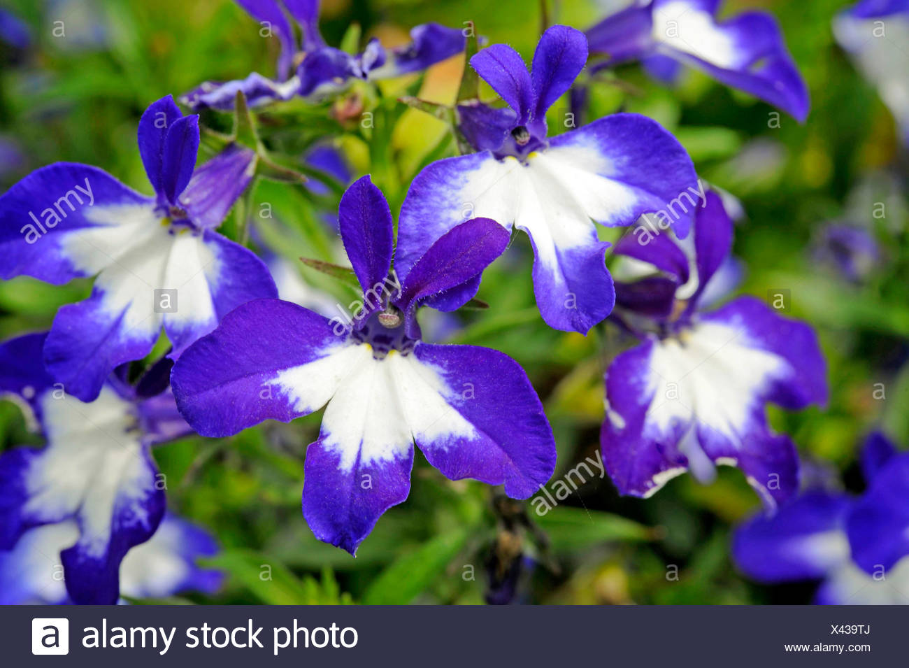 Creeping Blue High Resolution Stock Photography and Images - Alamy