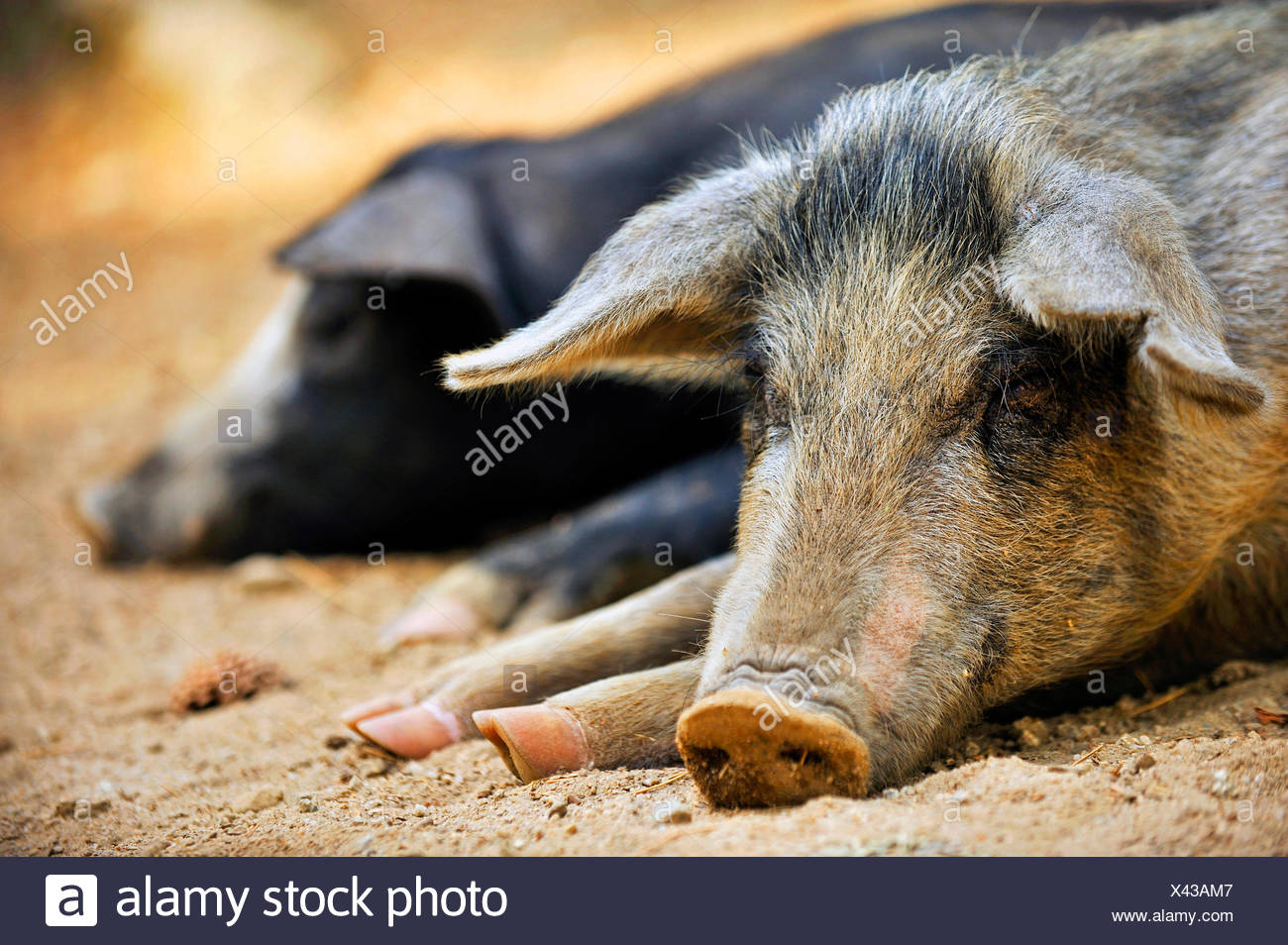 Corsica Pig High Resolution Stock Photography and Images - Alamy