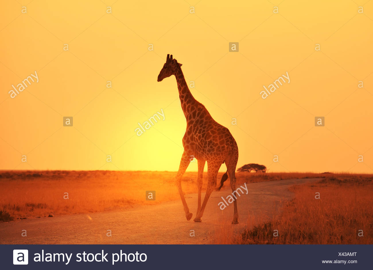 Giraffe Man High Resolution Stock Photography and Images - Alamy